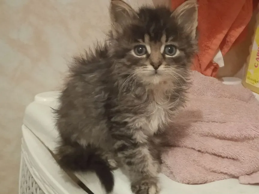 Кошка