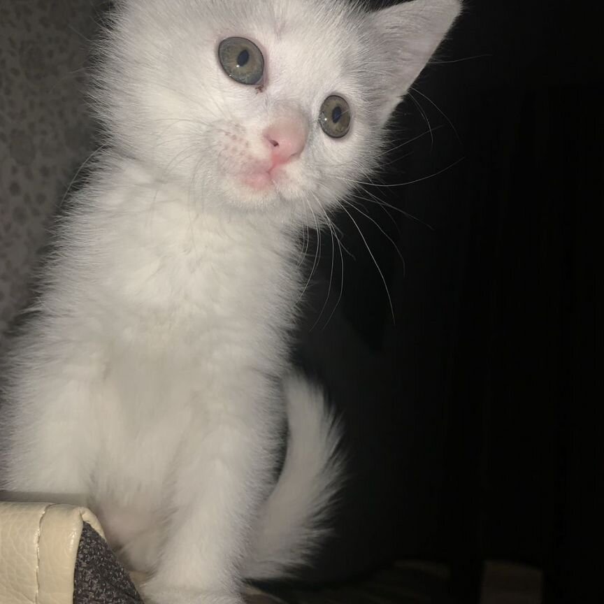 Котенок в добрые руки