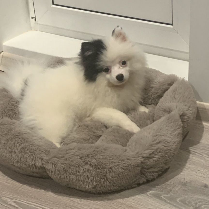 Немецкий шпиц, щенок