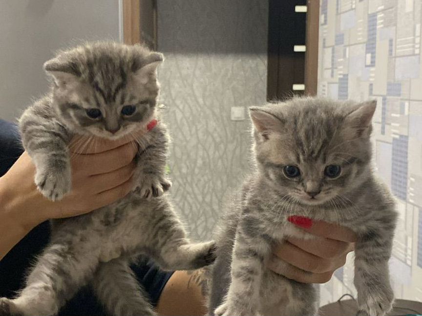 Британские котята и шотландские