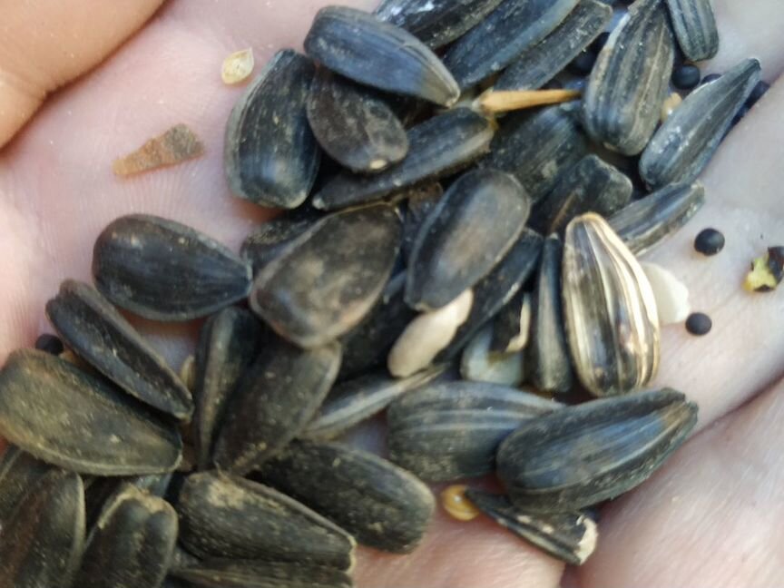 Семечка подсолнечника