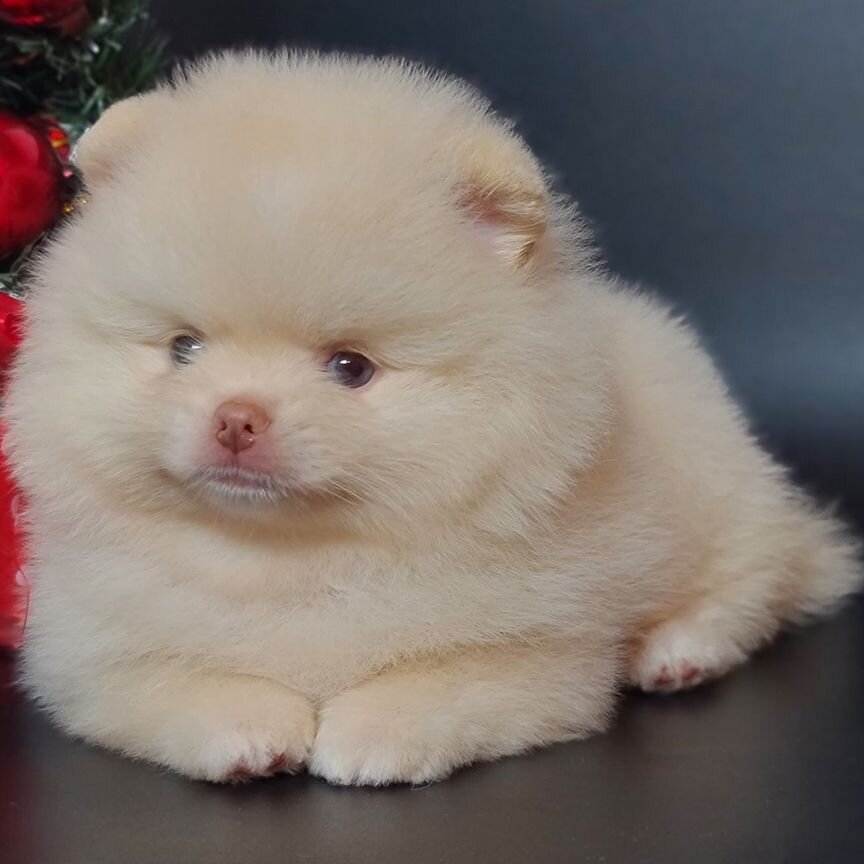 Померанский шпиц, щенок