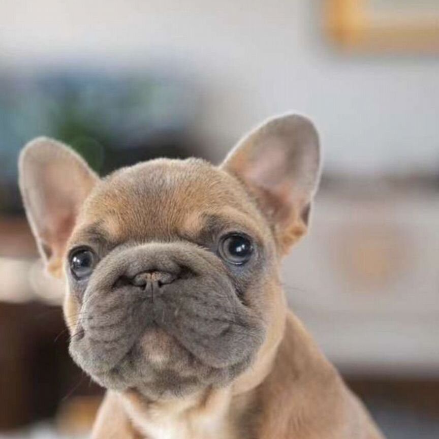 Французский Бульдог Бигроп