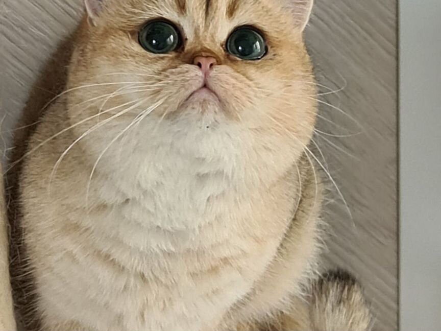 Британец золото ny11