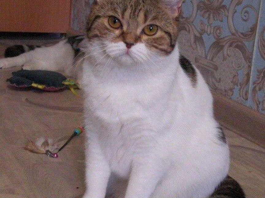 Породистые шотландцы