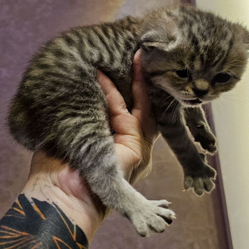 Шотландские щекастики