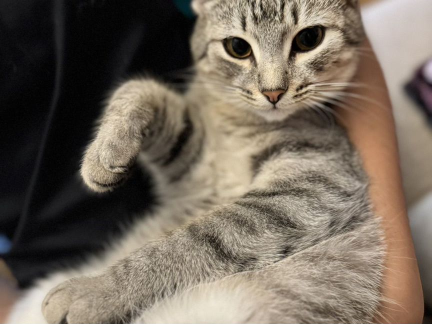 Серый котёнок мальчик