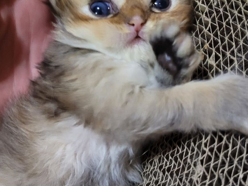 Эксклюзивчик