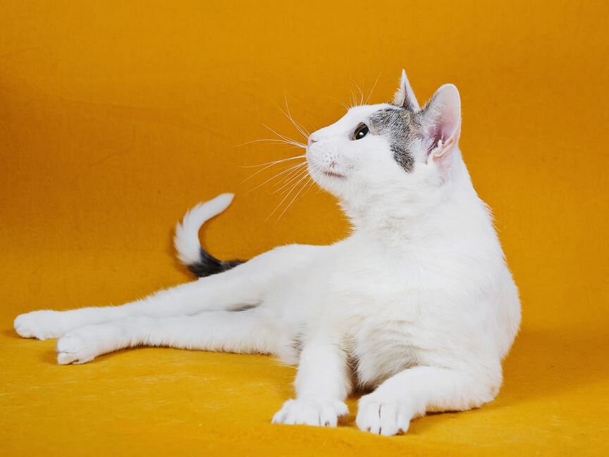 У Котика всего пара дней на поиск дома