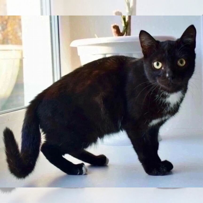 Взрослый кот в добрые руки