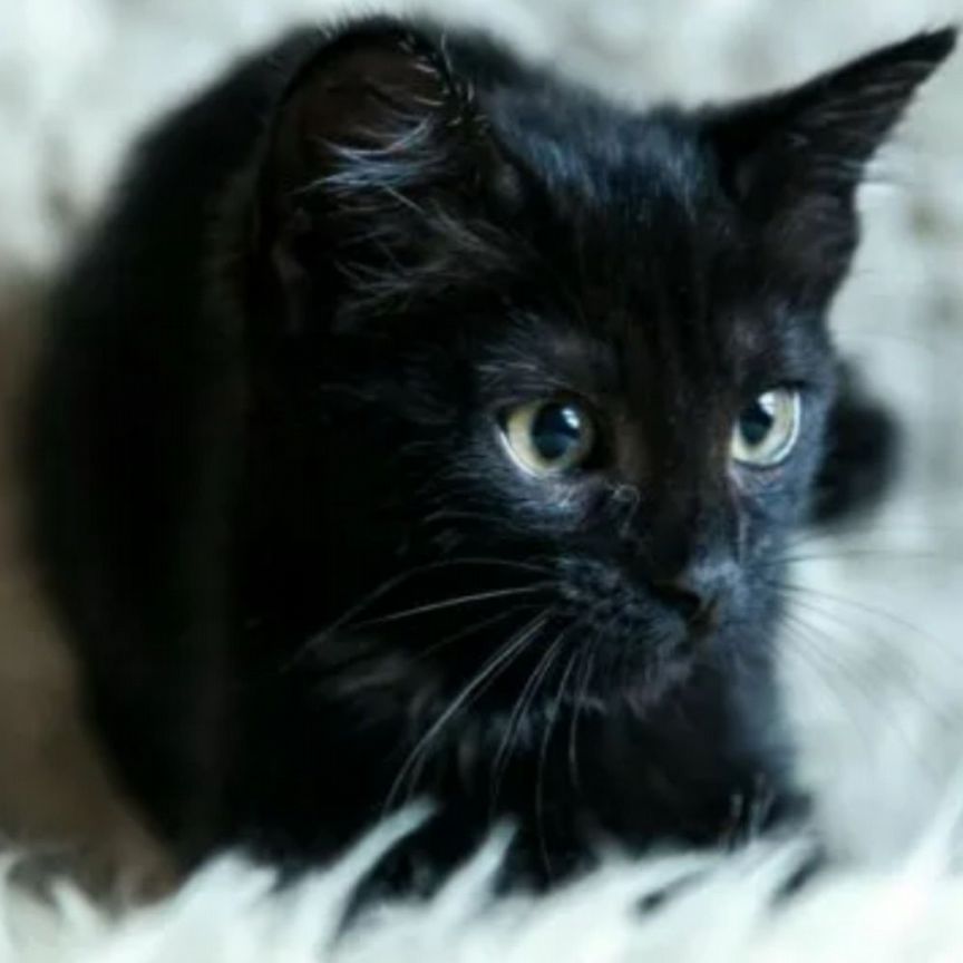 Котенок