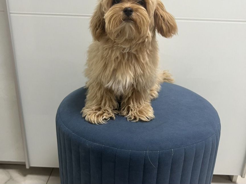 Мальтипу ф1 шикарный кукольный мальчик карамель