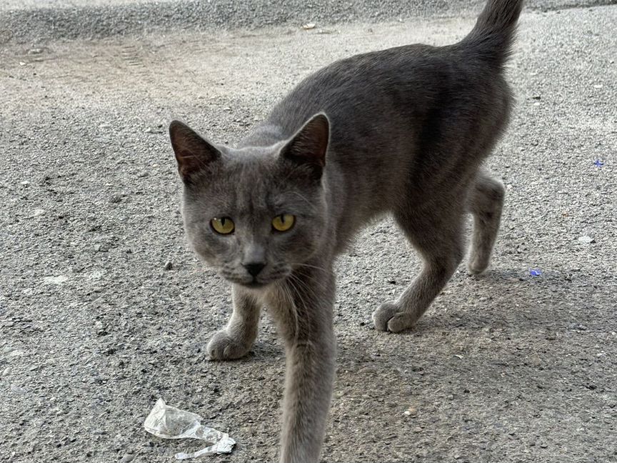 Котик (мальчик), порода: Русская голубая