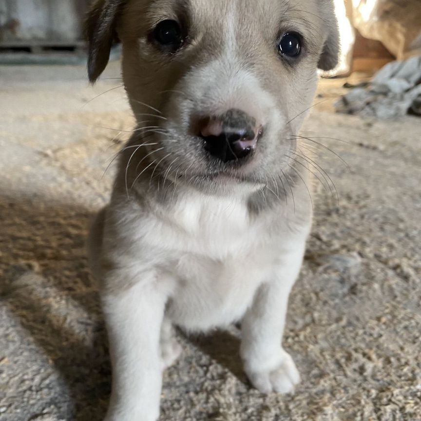 Алабаи в добрые руки