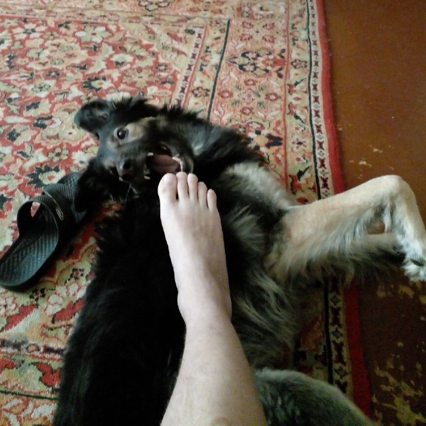 Взрослая собака в добрые руки