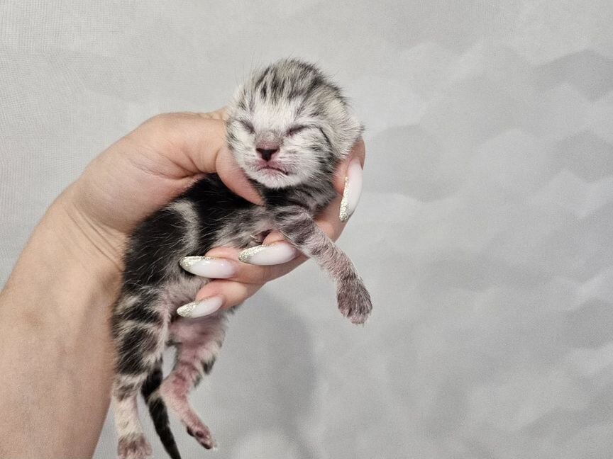 Продам котят