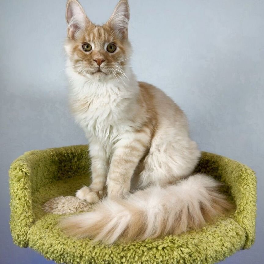 Котенок Мейн-кун
