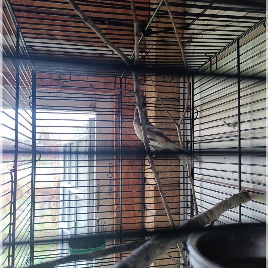 Урагус птица