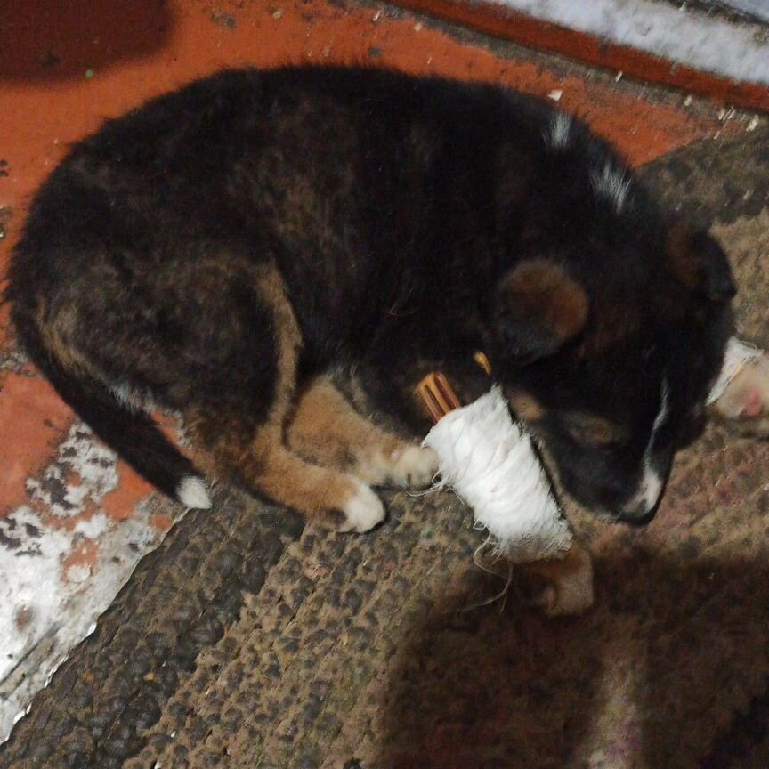 Щенок в добрые руки