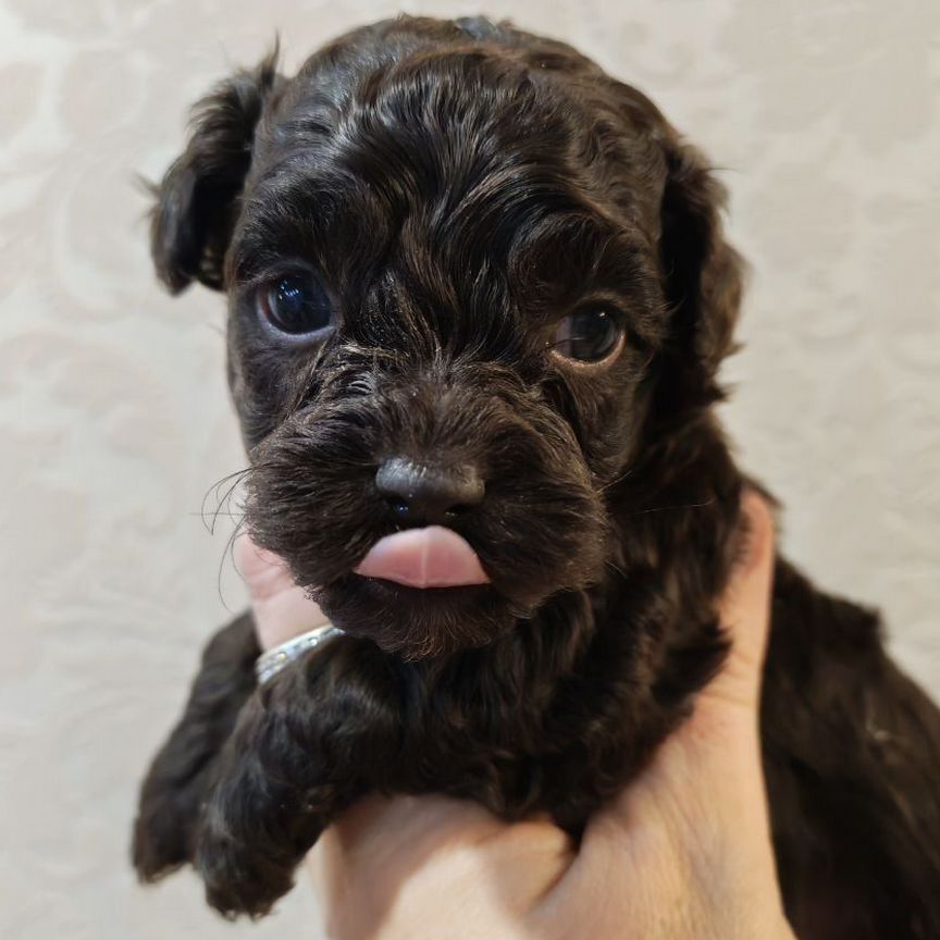 Мальтипу, щенок