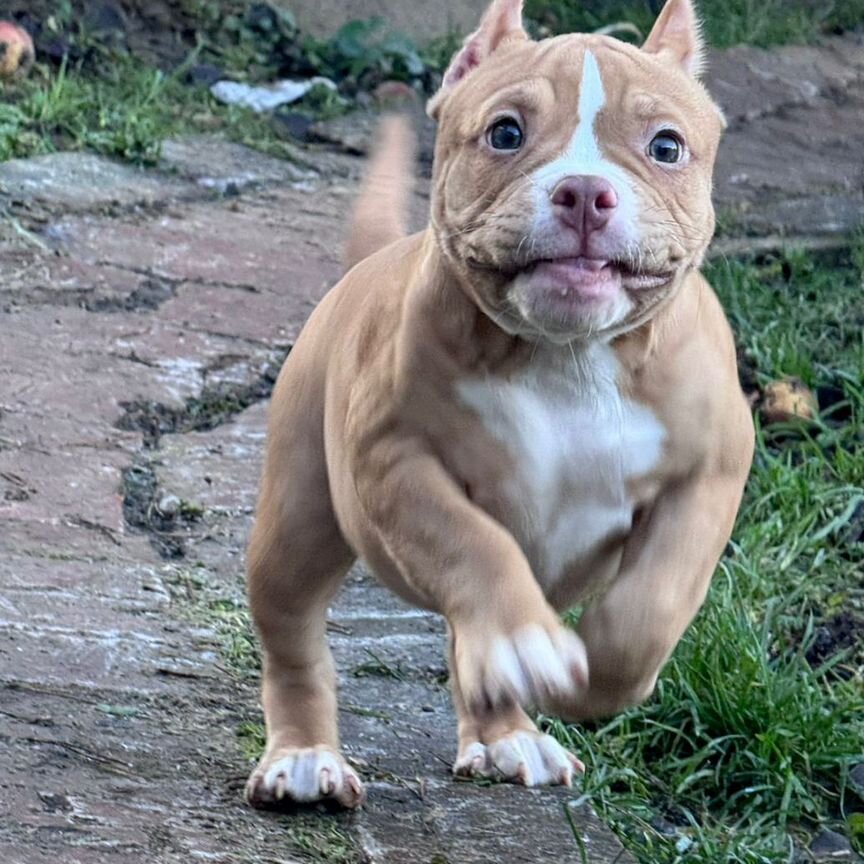 Американский булли, щенок