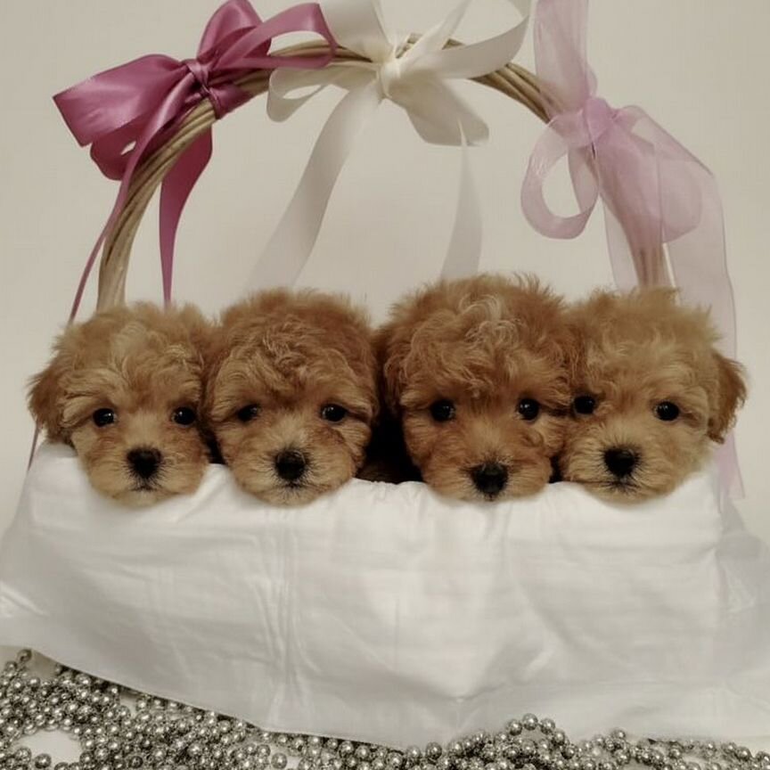 Мальтипу, щенок