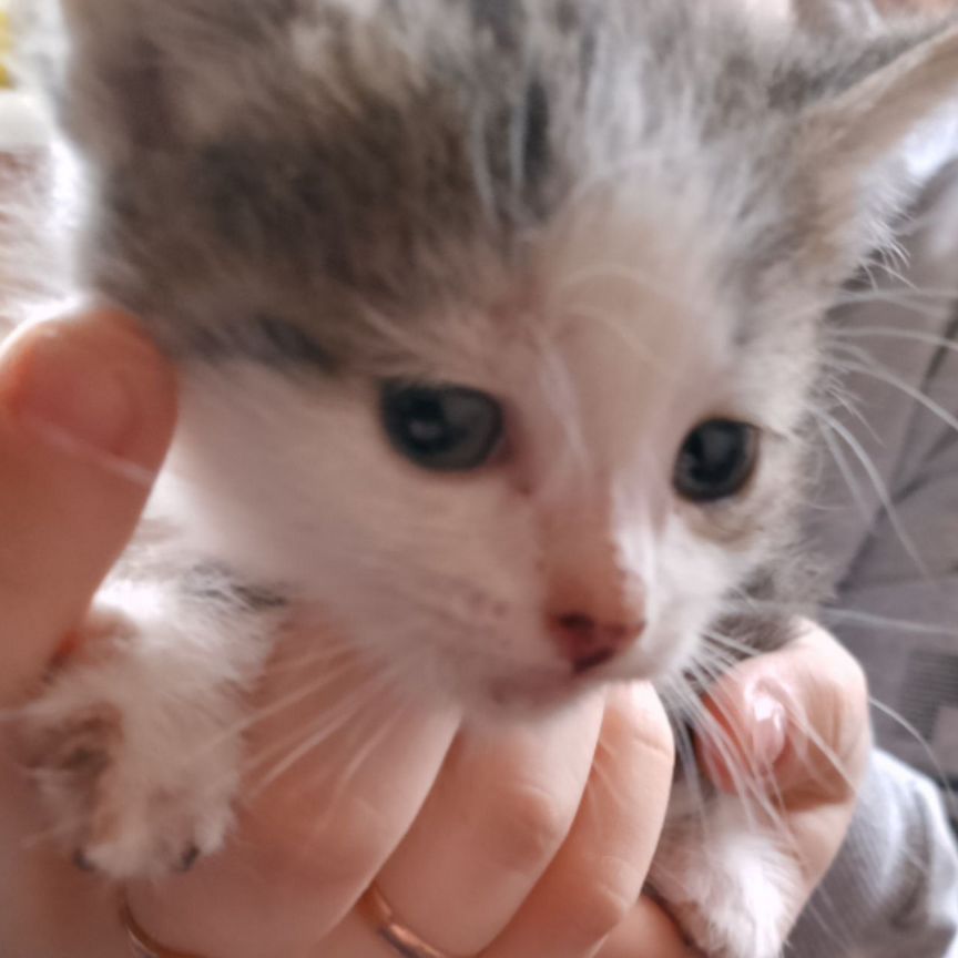 Котятки в добрые ручки 2 девочки 1 мальчик
