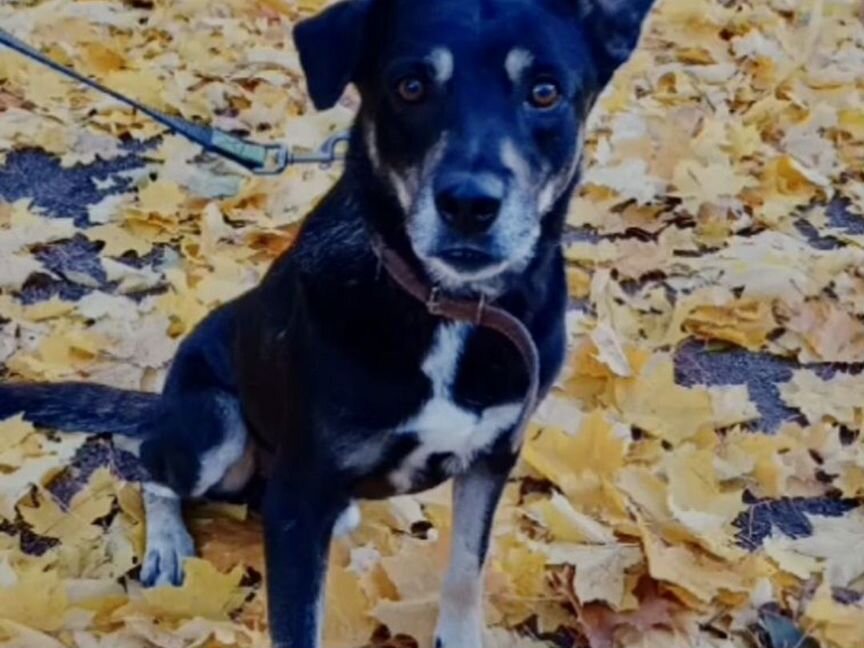 Собака в добрые руки