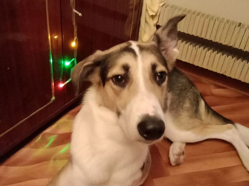 Собака 2 года