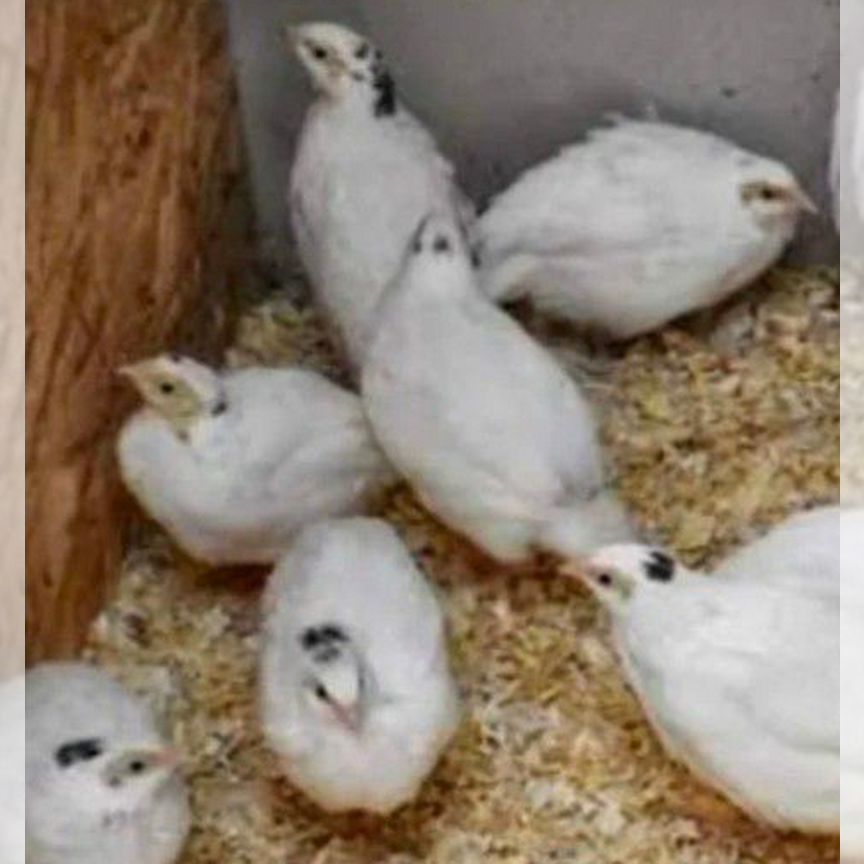 Продам перепёлок,перепелят