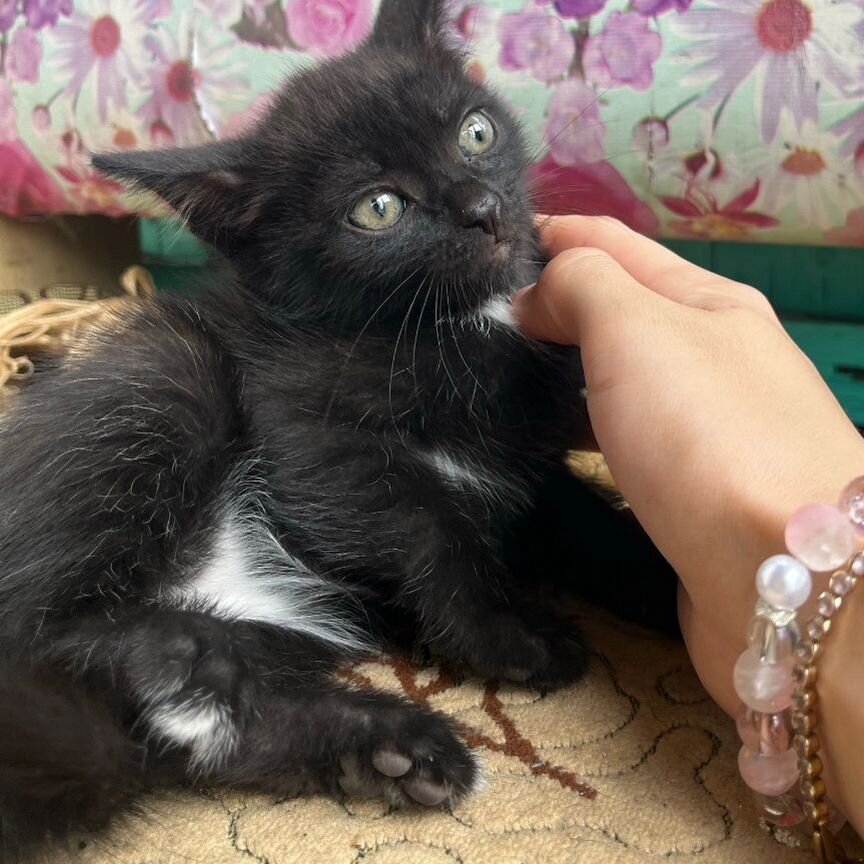 Котёнок в добрые руки