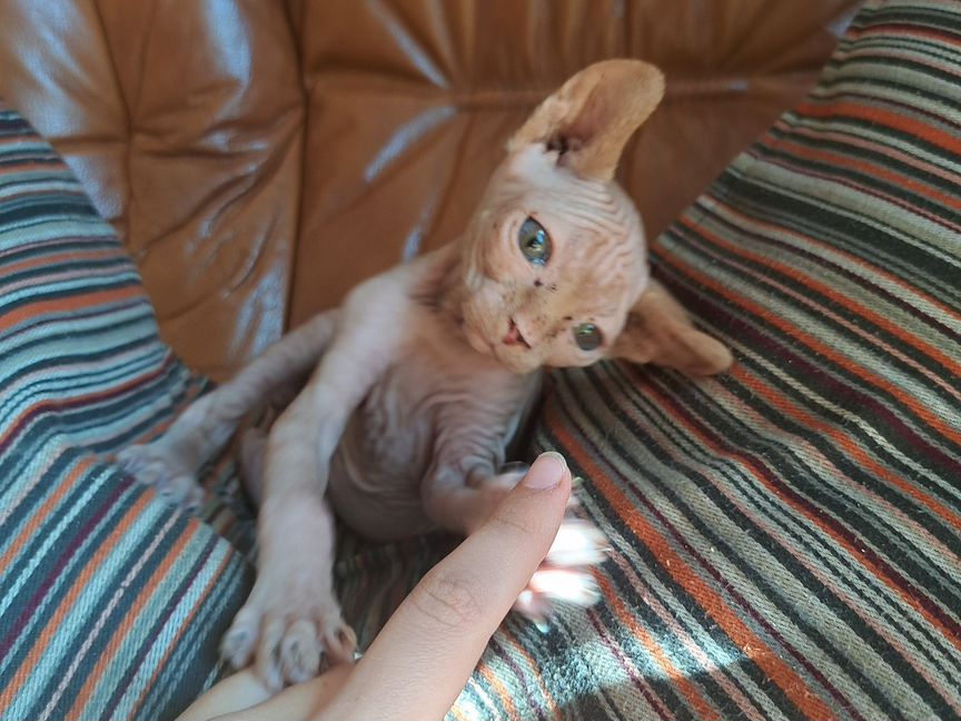 Канадский финкс эльф