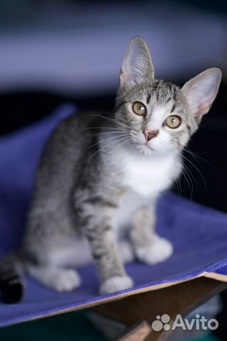 Котёнок Карамелька (девочка, 3 месяца)