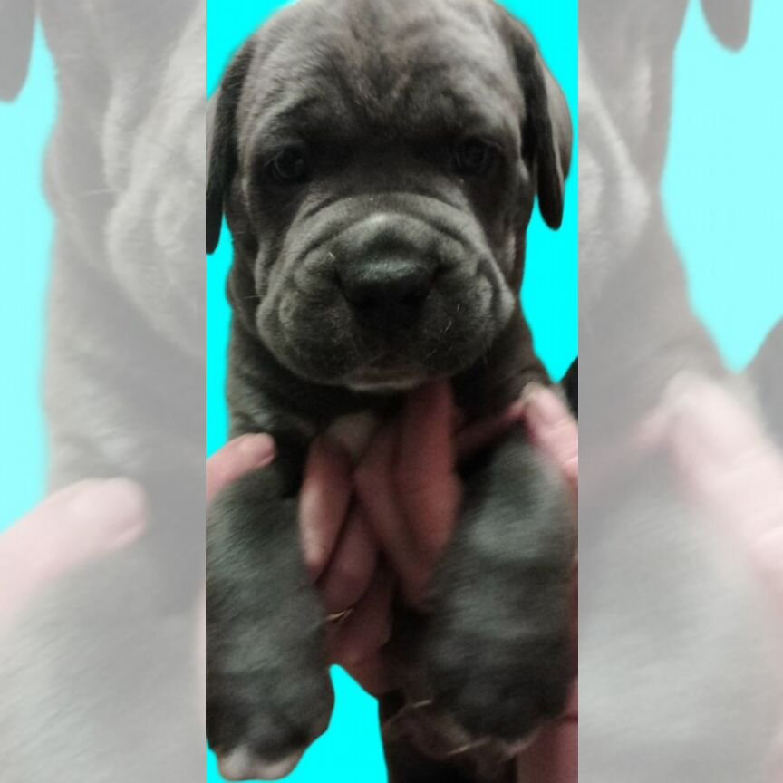 Кане-корсо, щенок