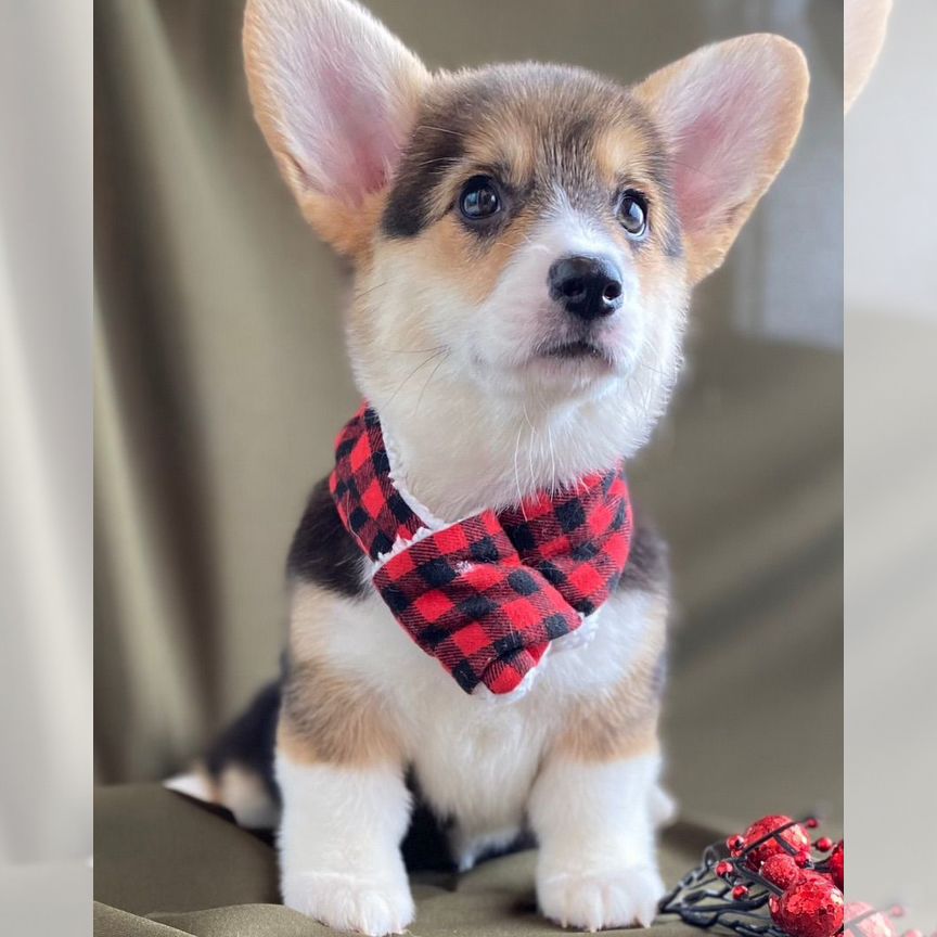 Вельш Корги Пемброк, щенок