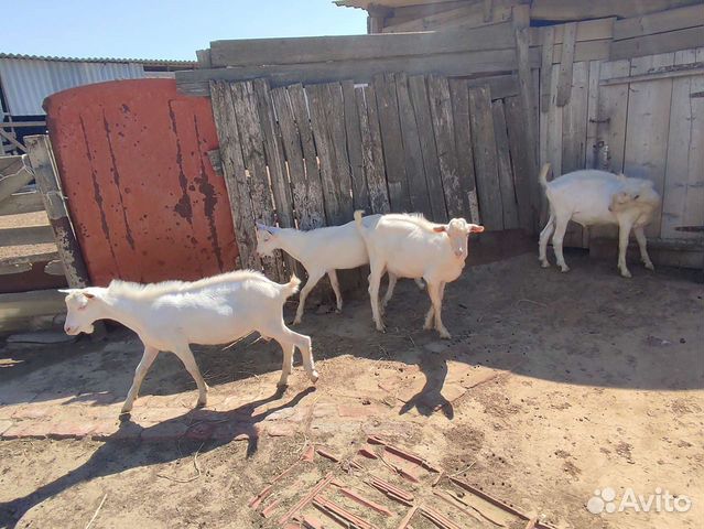 Козлы племенные зааненские чистопородные