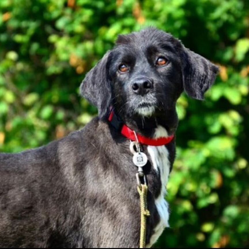 Элегантная собака в добрые руки