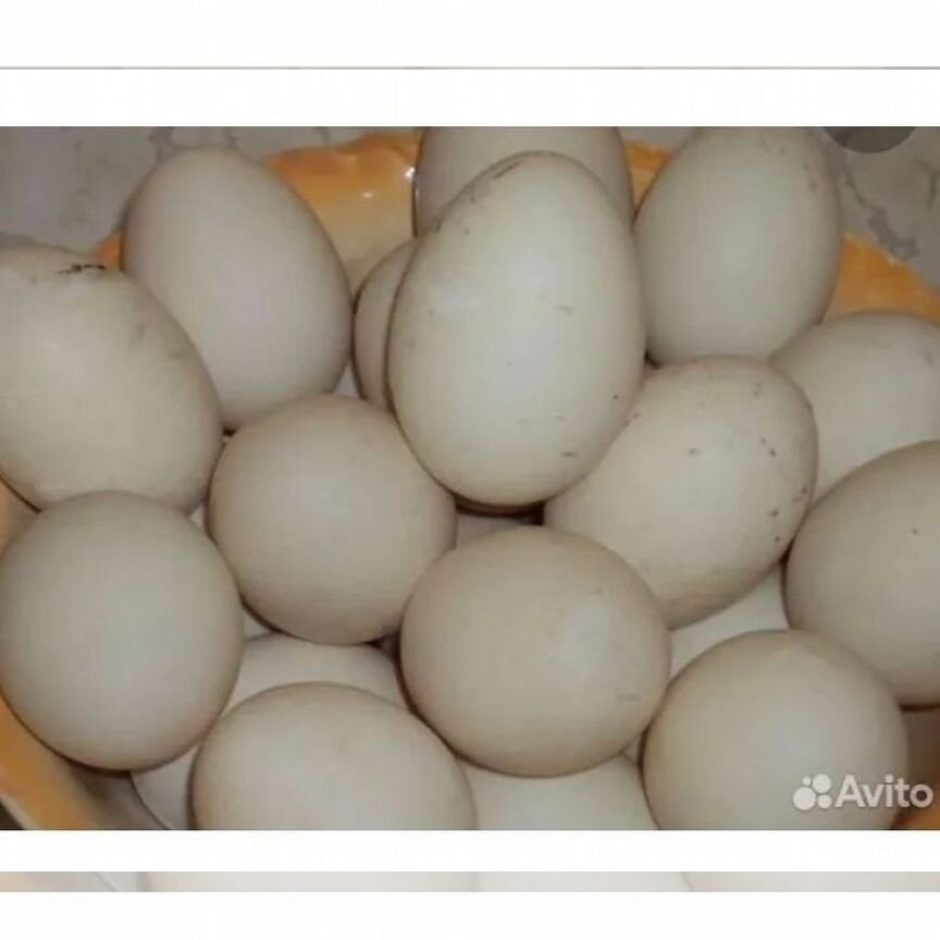 Инкубационное яйцо пекинской утки