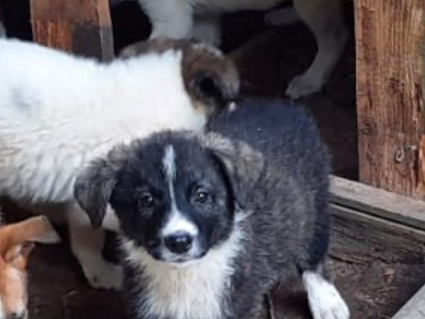 Щеночки в опасности