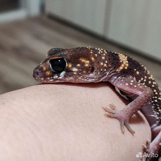 Underwoodisaurus milii