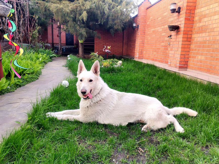 Бшо. Кобель. Вязка. Родословная