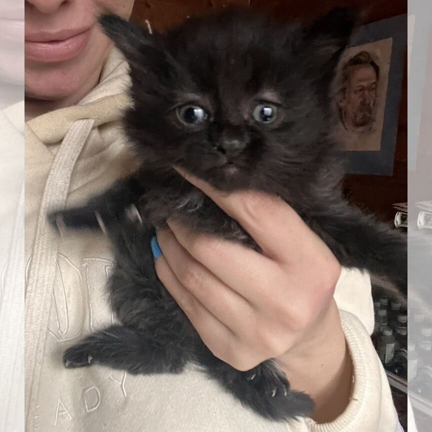 Котёнок в добрые руки