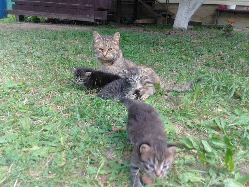 Котята "дачные" В хорошие руки без питонов