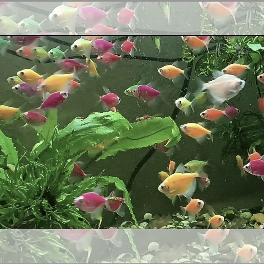 Аквариумные рыбки