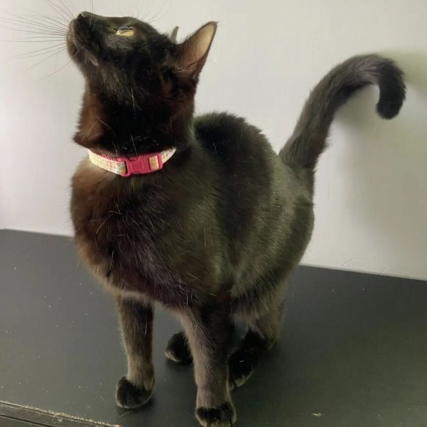 Взрослая, кошка в добрые руки