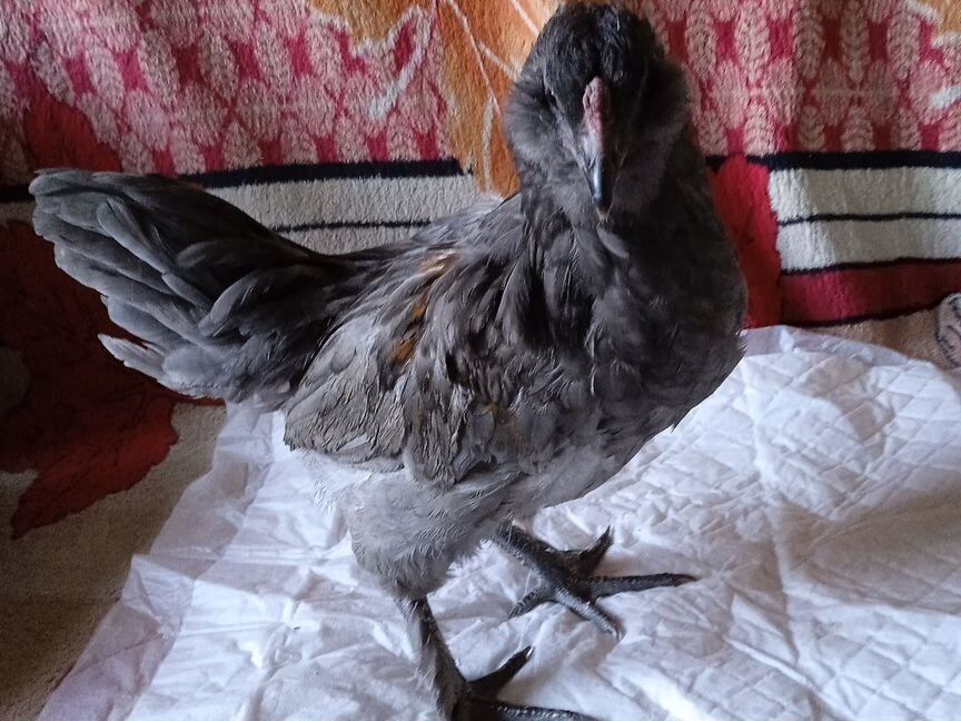 Петух(амераукан+маран+ухейилюй)