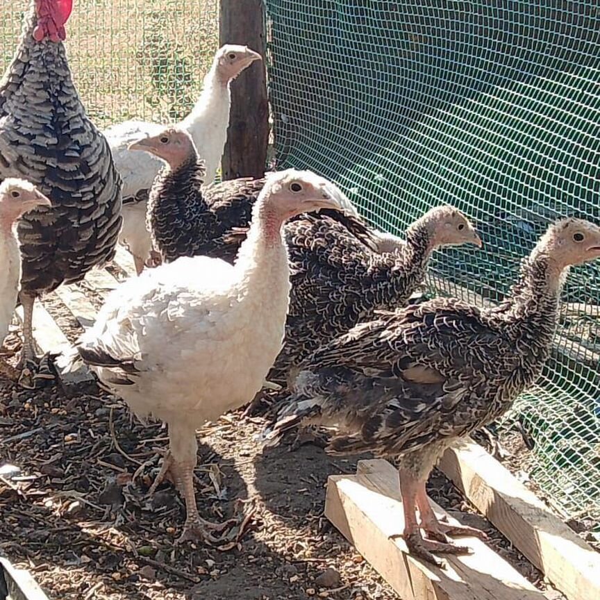 Индюки индюшата