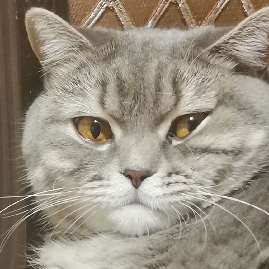 Кошки