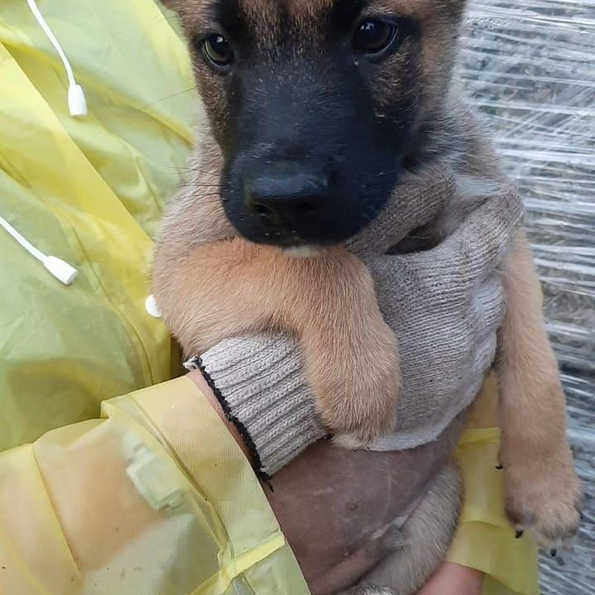 Щенок мальчик 2мес среднего размера в дом