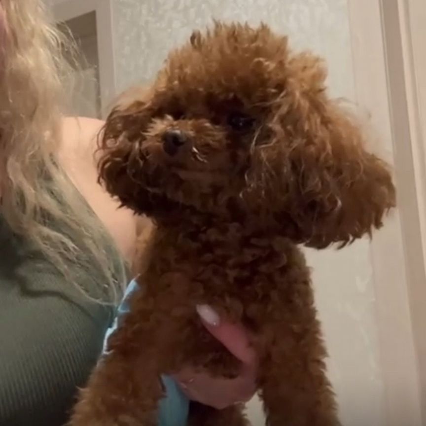 Той-пудель Китай